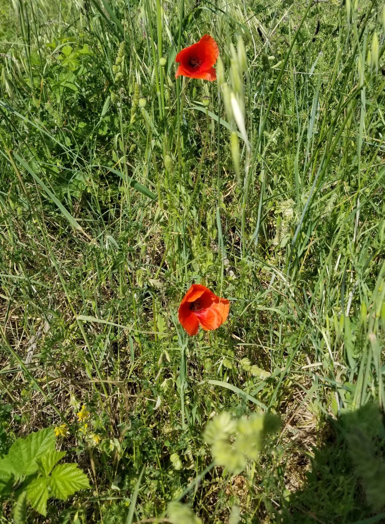 Fields of Poppies and Their Myths